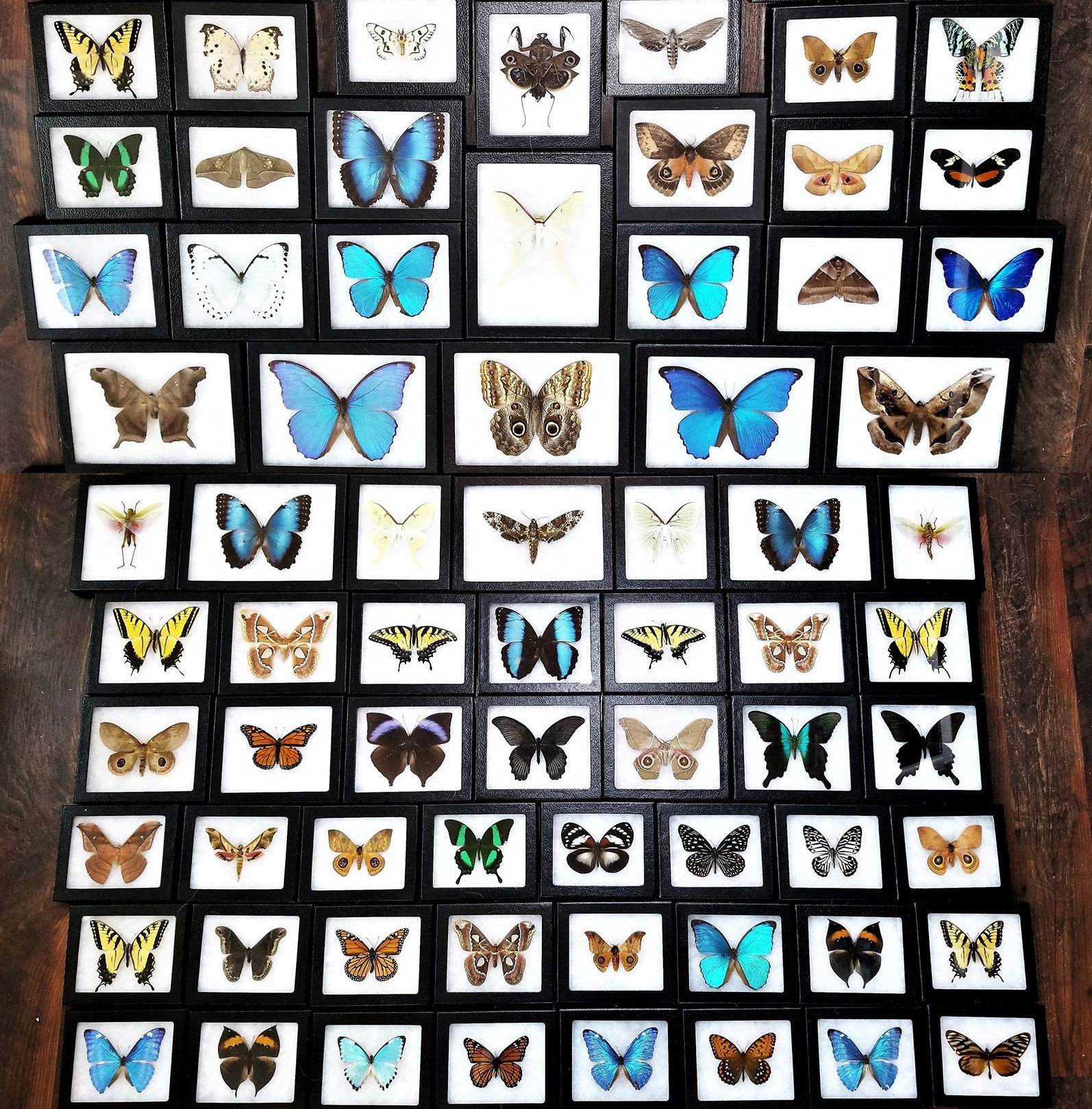 Butterfly Collection For Sale