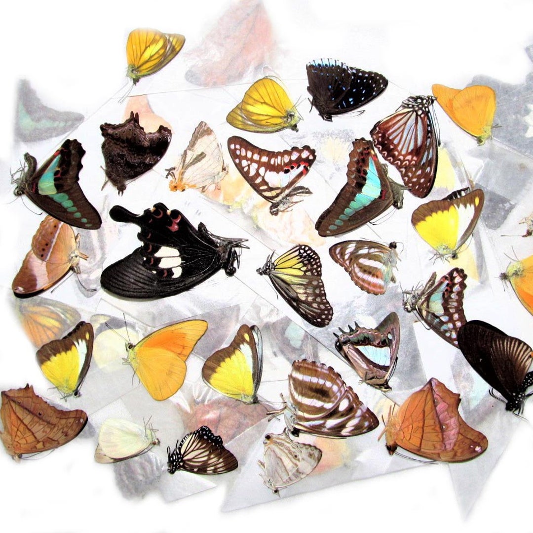 Butterflies Moths Assorted Wholesale Mix Lot Collection Choose 10, 50 ...