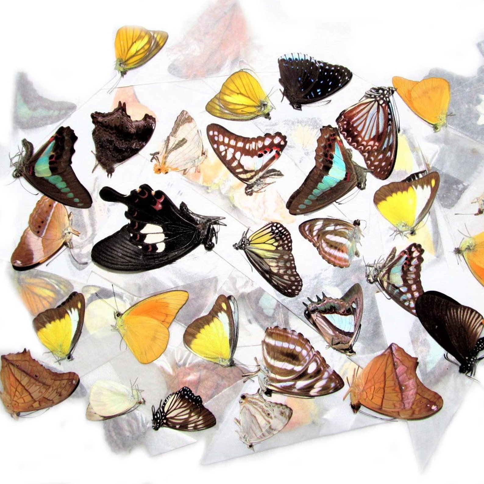 Butterflies Moths Assorted Wholesale Mix Lot Collection Choose - Etsy
