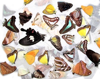 Assorted Beetles Bugs Insects Wholesale Mix Lot Collection | Etsy