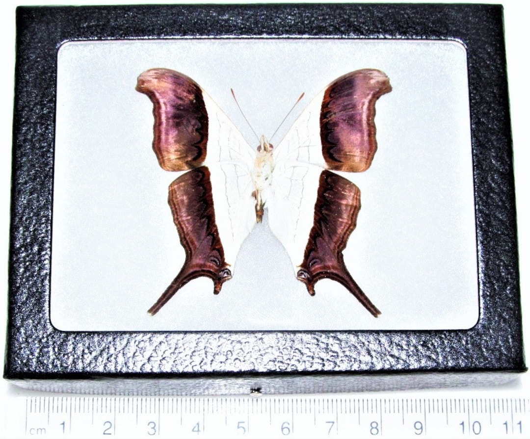 Marpesia Coresia VERSO Waiter Daggerwing Butterfly Black White Peru - Etsy