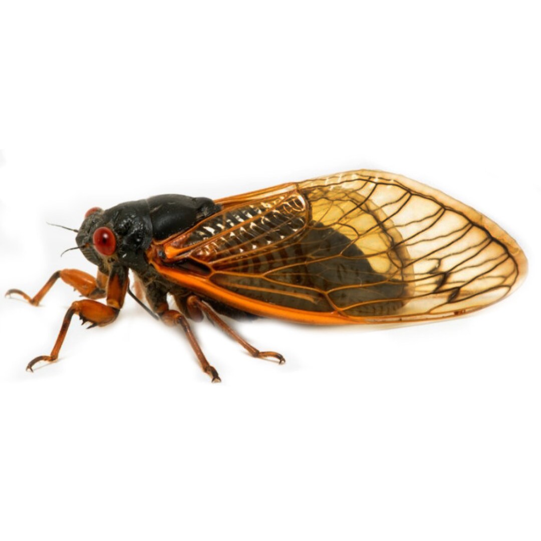Magicicada Septendecim 17 Year Locust Pharaoh Cicada USA - Etsy