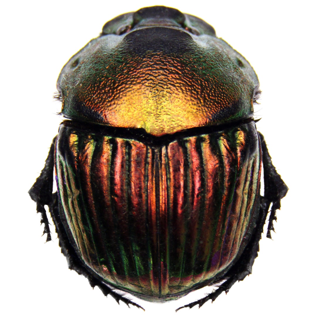 Phanaeus Demon FEMALE Red Form Scarab Beetle Guatemala PINNED - Etsy