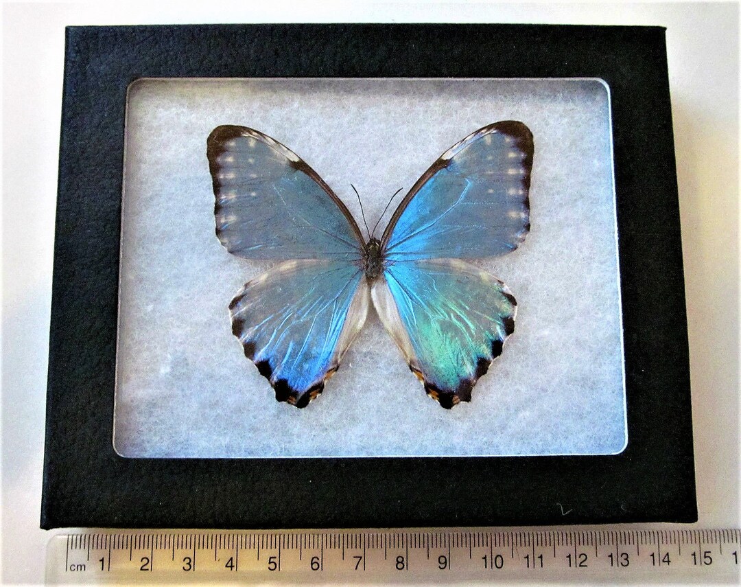 Real Framed Butterfly Blue Morpho Portis - Etsy