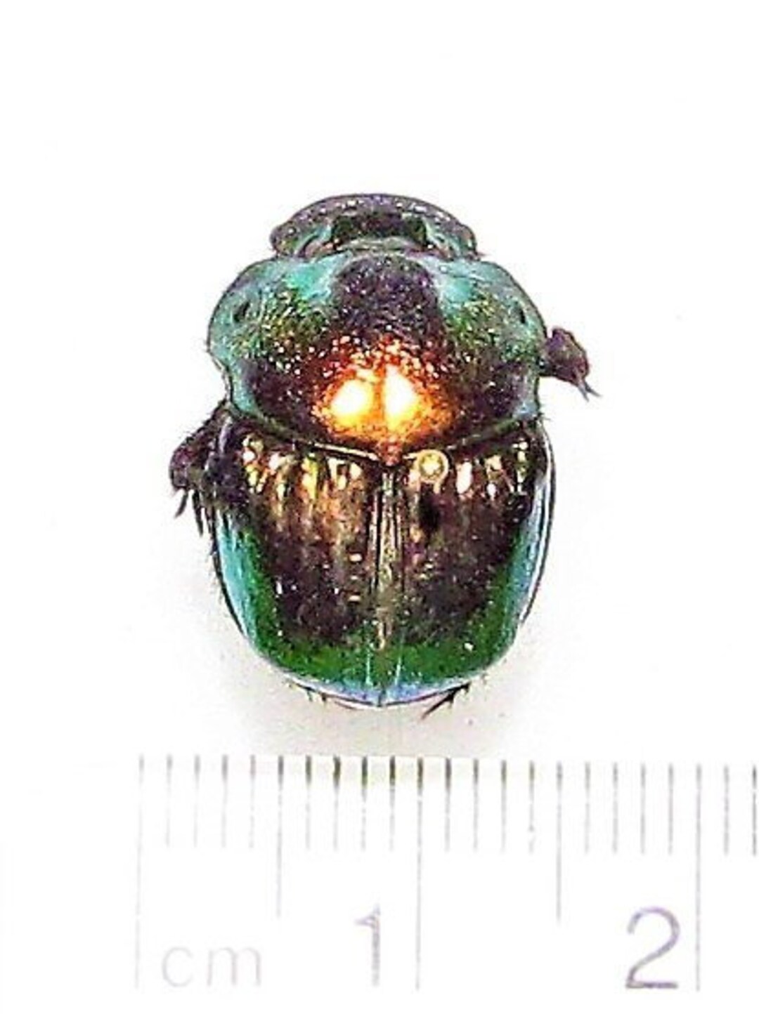 Phanaeus Demon Female ONE Real Red Form Scarab Dung Beetle - Etsy