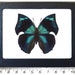 Callicore Kolyma Blue Black Butterfly Peru - Etsy