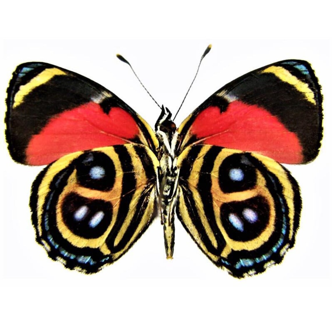 Paulogramma Peristera One Real Red Gold Butterfly Verso Peru - Etsy