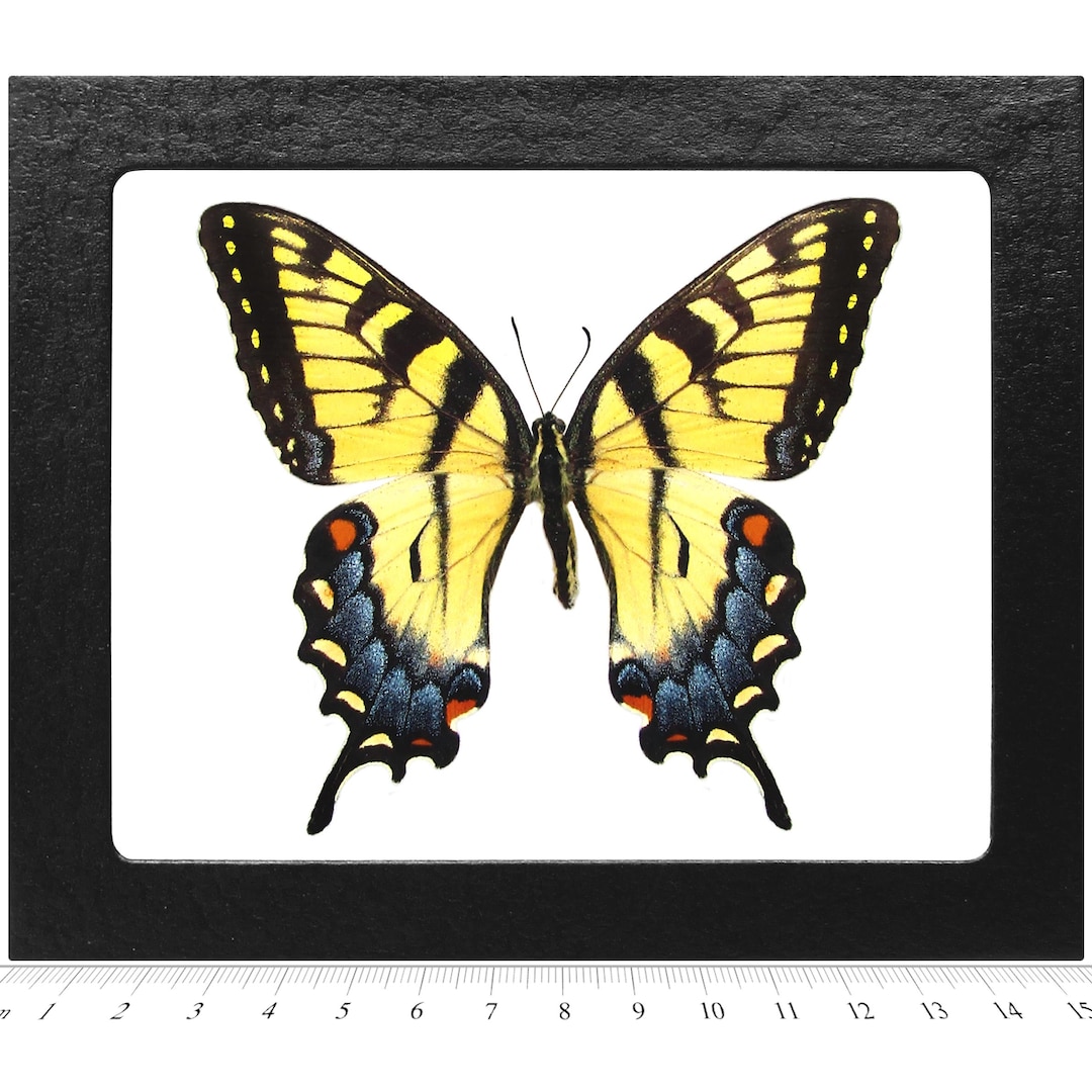 Papilio Glaucus FEMALE Yellow Black Striped Swallowtail Butterfly ...