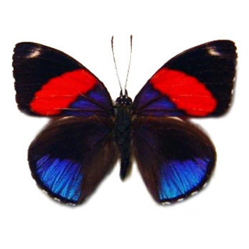 Callicore Hesperis Blue Pink Butterfly Peru - Etsy