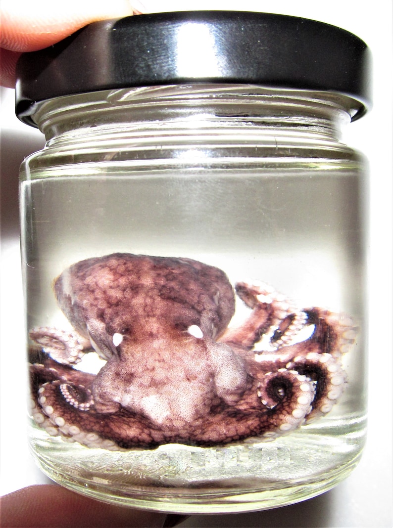 Real Octopus Preserved in Glass Vial Wet Specimen Taxidermy | Etsy