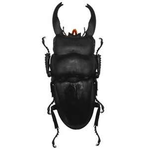 Dorcus Alcides ONE Real Stag Beetle Mounted Wings Spread Indonesia - Etsy