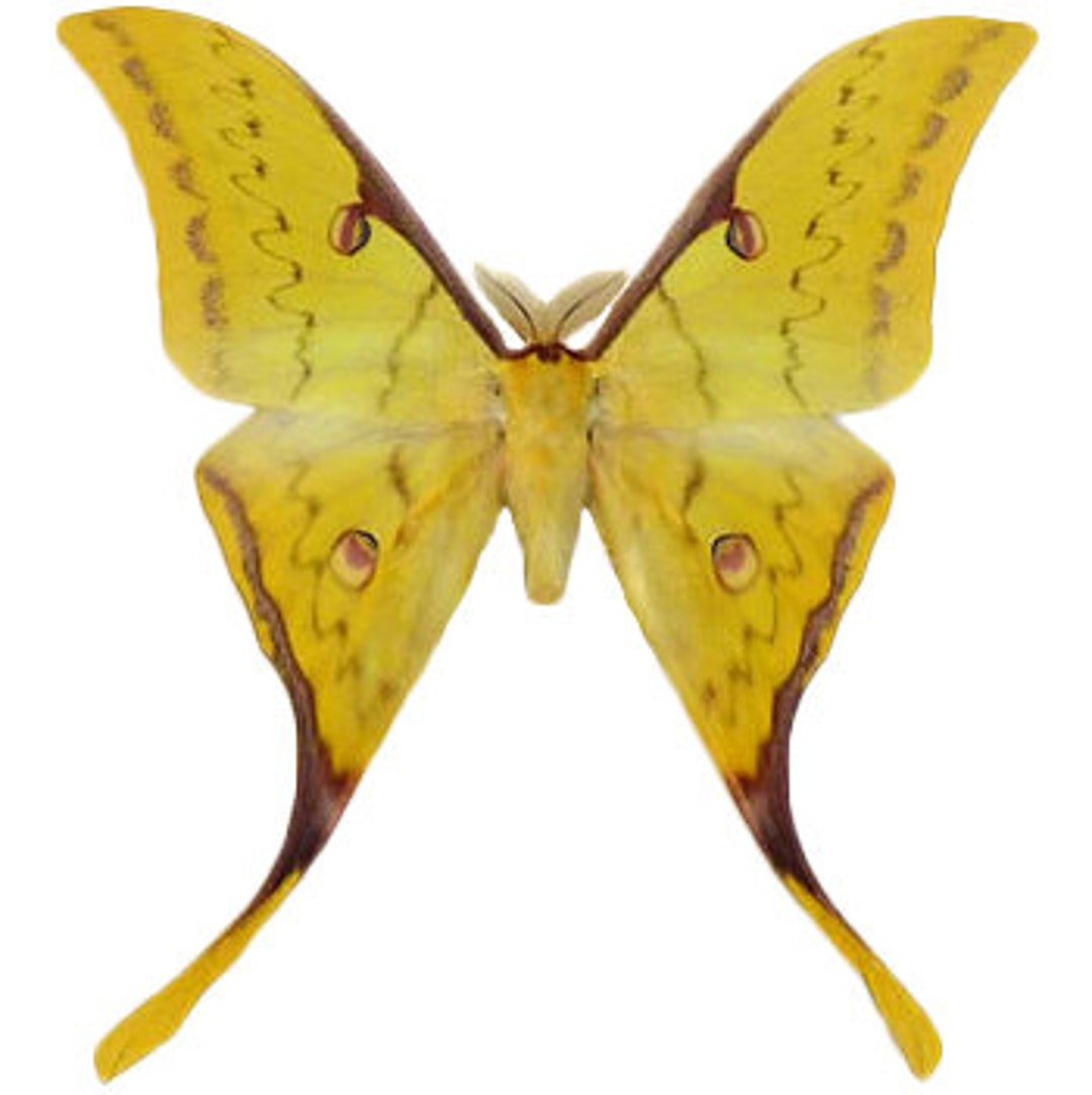 Actias Sinensis MALE Golden Moon Moth China - Etsy
