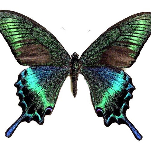 Papilio Phorcas ONE Real Butterfly Blue Green Swallowtail - Etsy