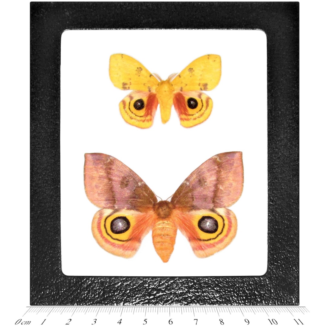 Automeris Io MALE + FEMALE Pair Yellow Pink Saturn Moths Indiana USA ...