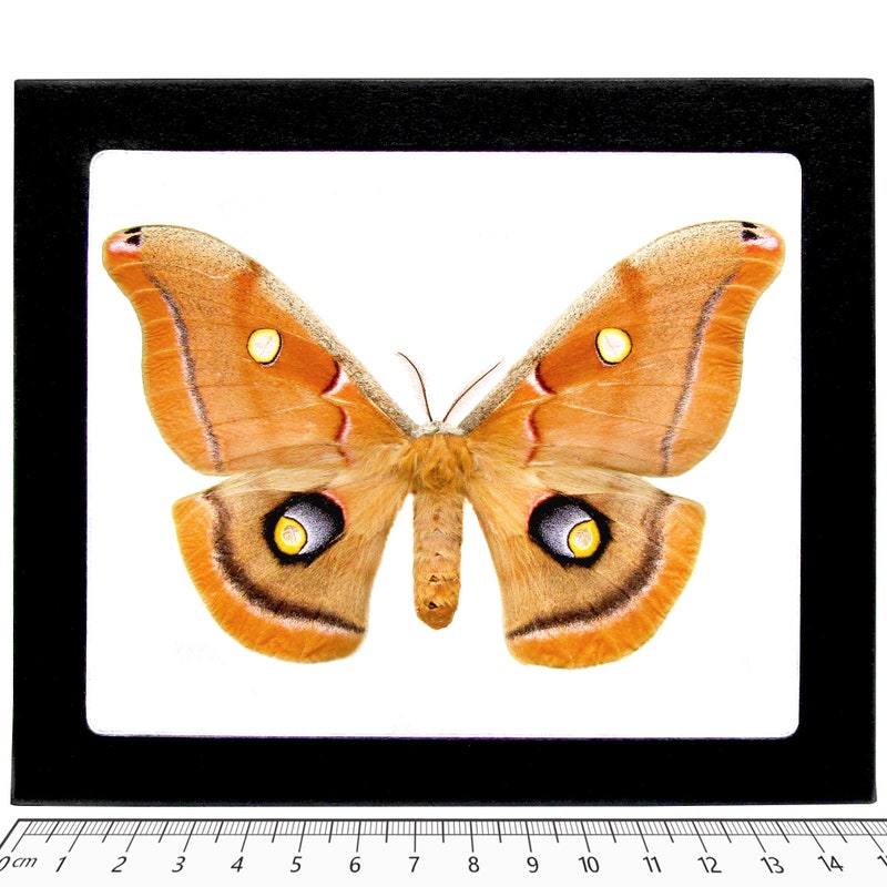 Death Head Moth - Etsy