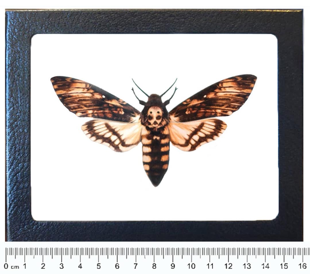 Acherontia Styx REPLICA Framed Silence of the Lambs Death’s Head Moth ...