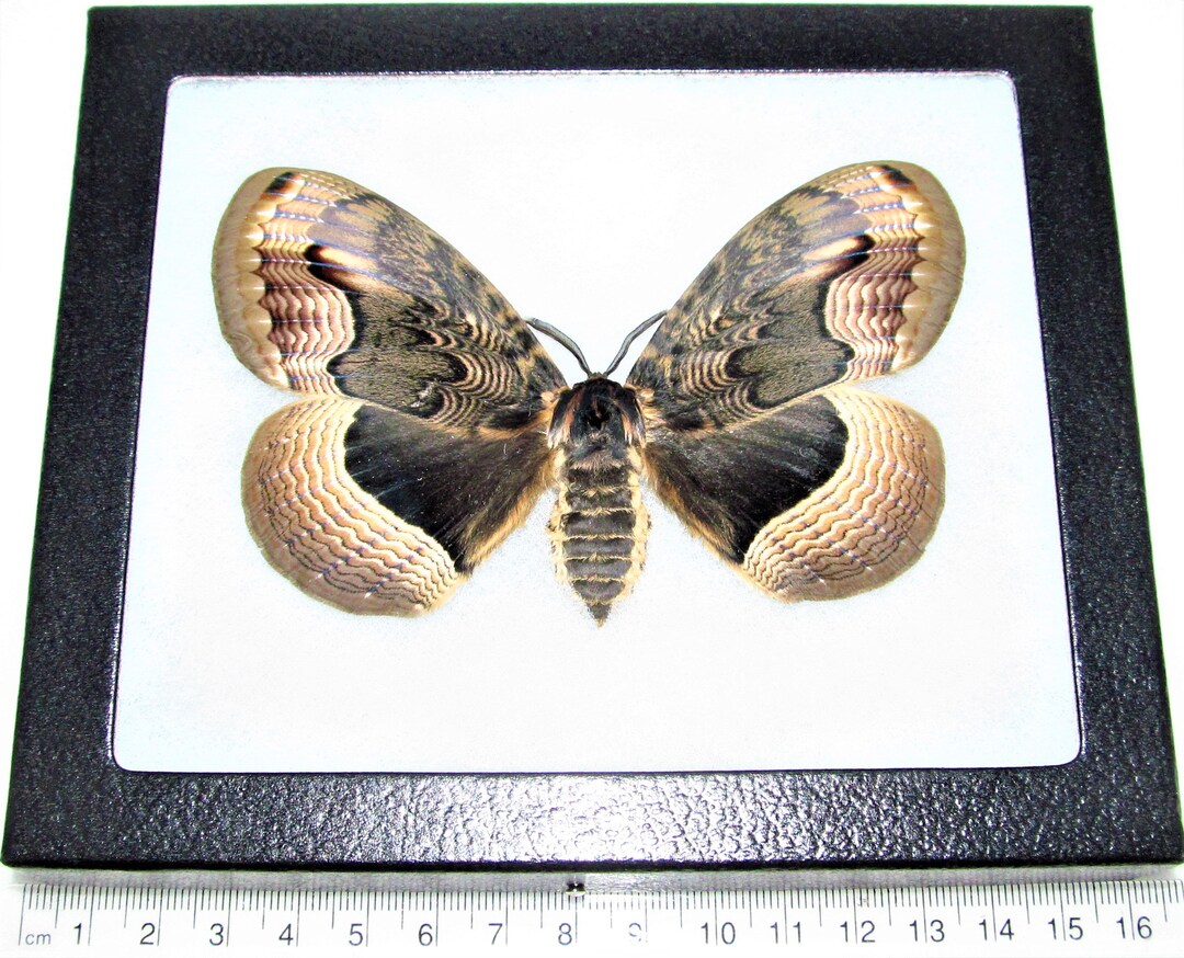 Brahmaea Certhia Peanut Moth Vietnam - Etsy