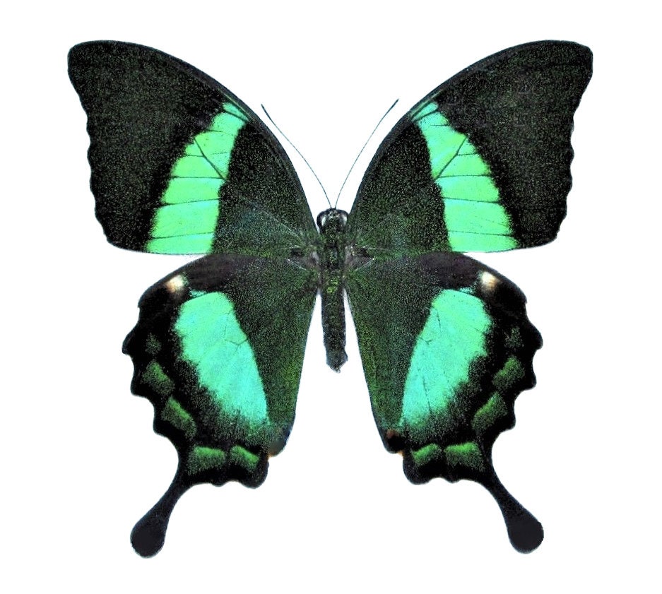 Green Swallowtail Butterfly