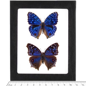 Precis Rhadama Female ONE Real Butterfly Blue Africa - Etsy