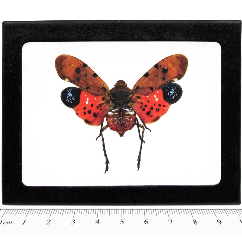 Penthicodes Atomaria ONE REAL Red Pink Fulgorid Indonesia Mounted Wings ...