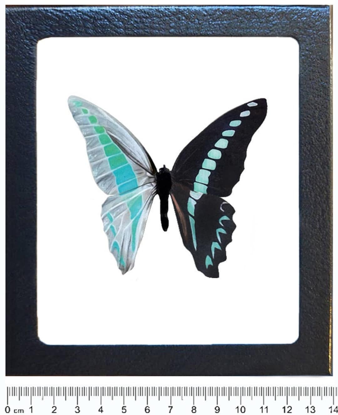 Graphium Sarpedon FOSSILIZED RARE REPLICA Framed Blue Black Butterfly ...