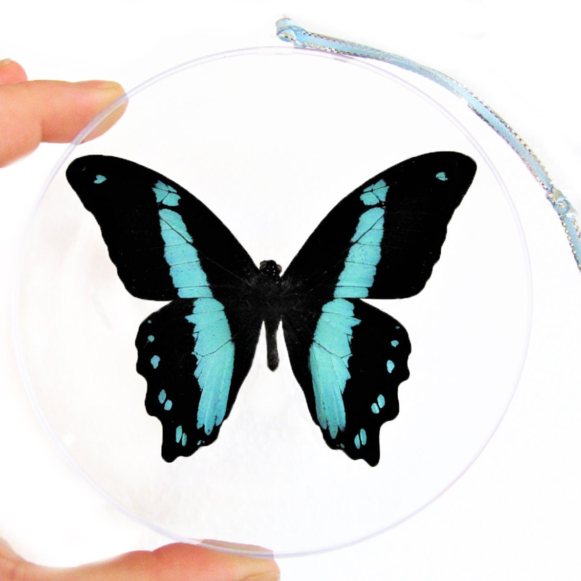 Papilio Bromius Swallowtail Blue Black Butterfly Africa Christmas ...