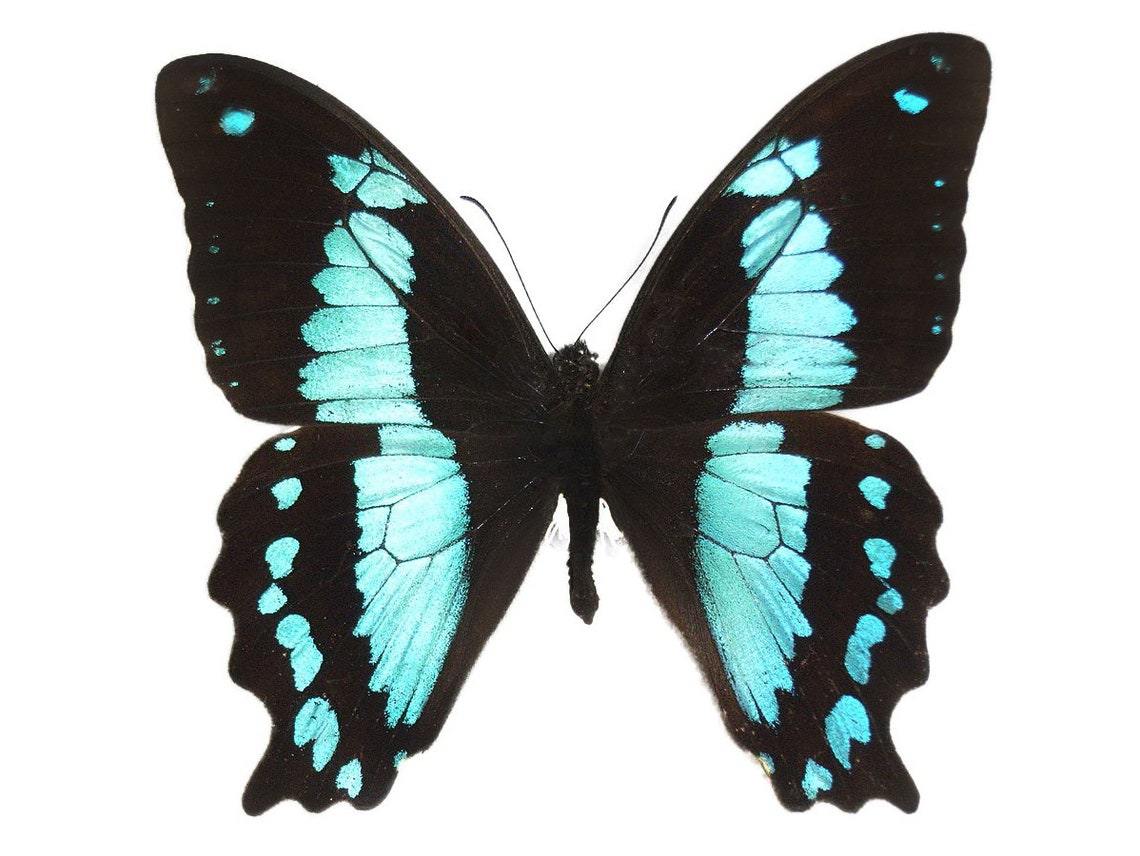 Papilio Bromius ONE Real Butterfly Blue Africa - Etsy