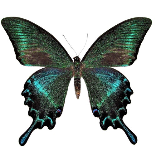 Papilio Bromius ONE Real Butterfly Blue Africa - Etsy