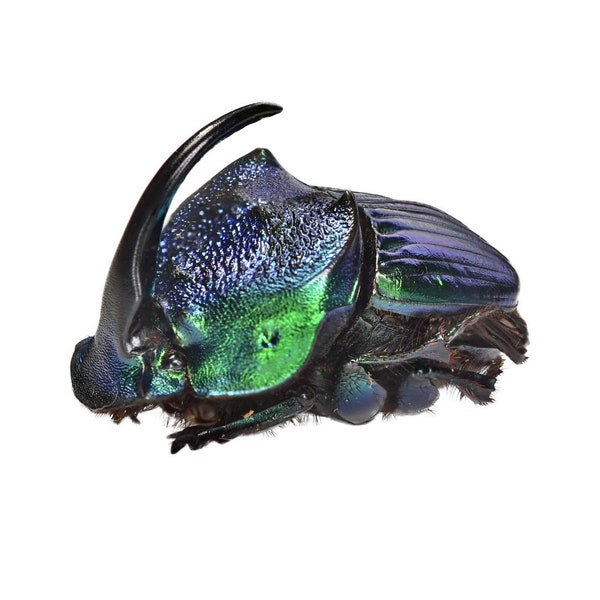 Real Scarab - Etsy