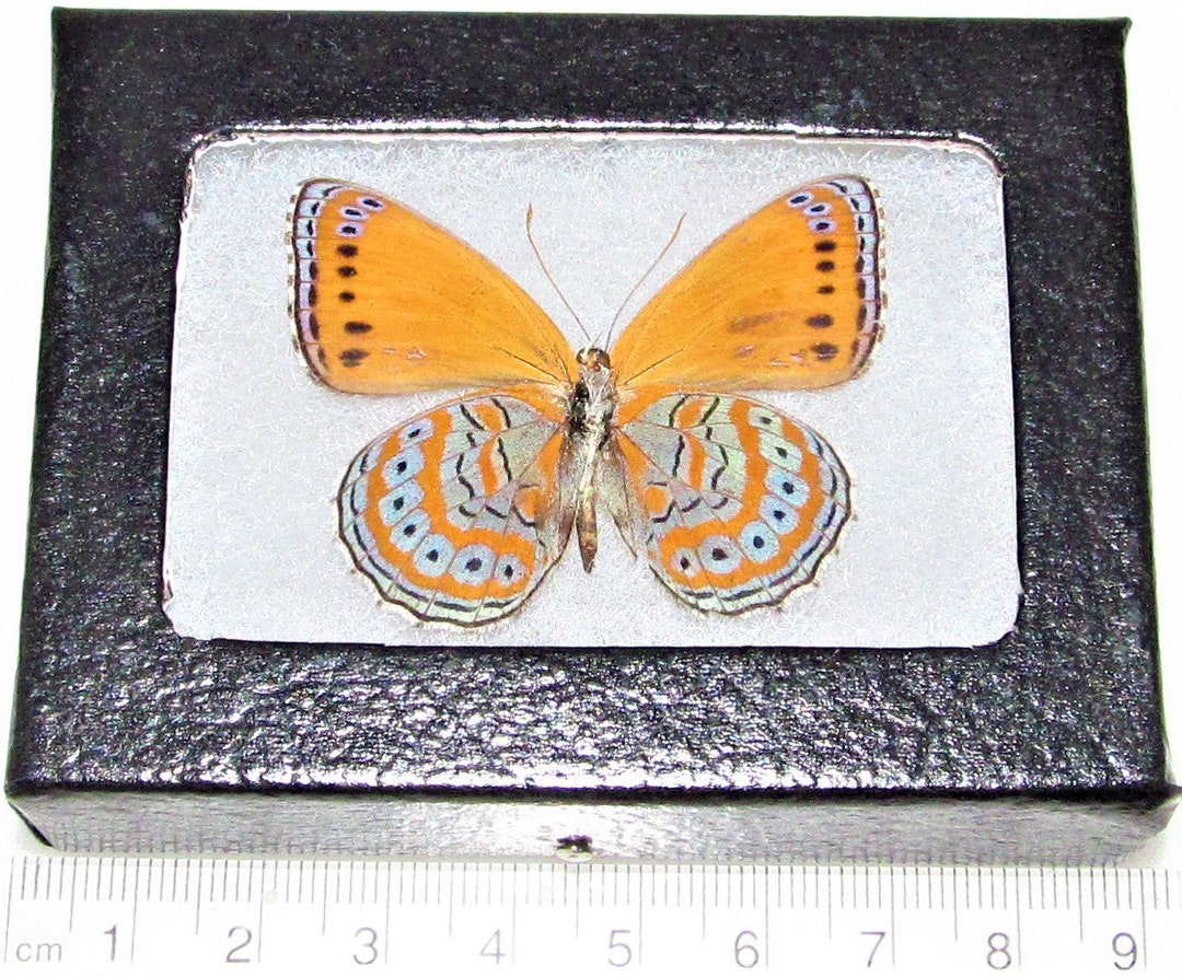 Crenis Pechueli One Real Butterfly Orange Blue Africa - Etsy