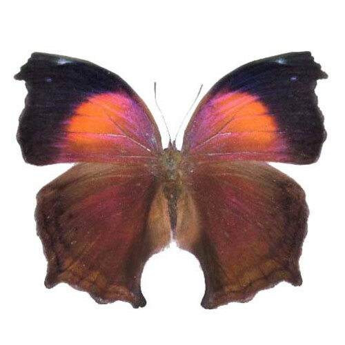Anaea Ryphea One Real Butterfly Red Pink Peru - Etsy