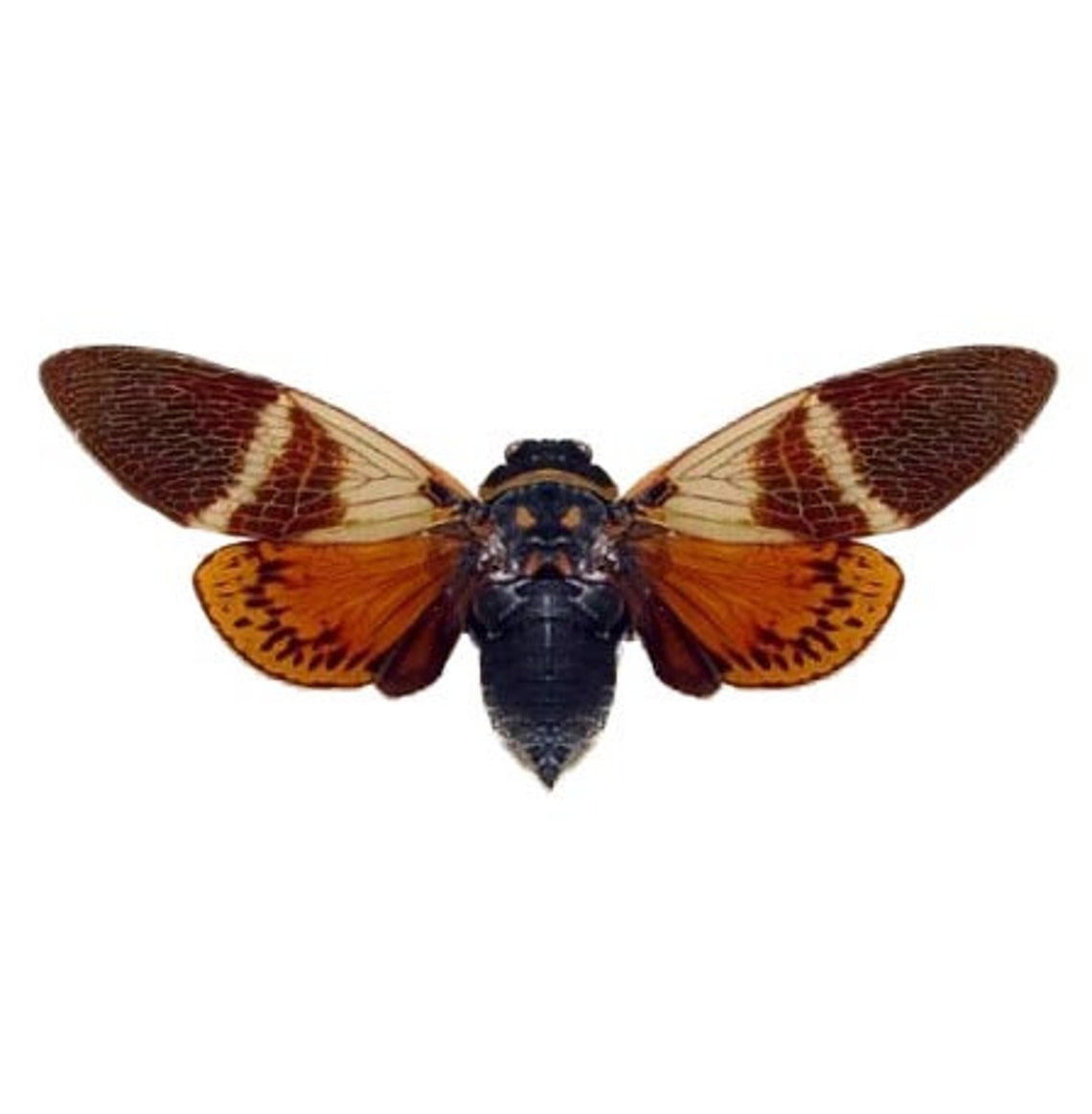 Angamiana Floridula Red Orange Cicada Mounted Wings Spread - Etsy