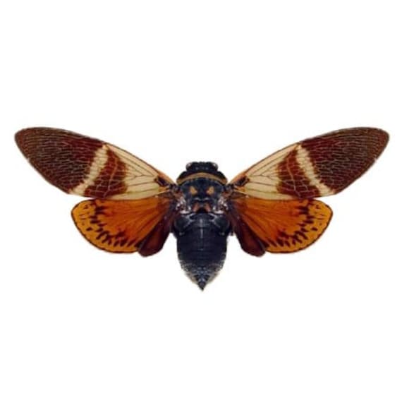 Angamiana Floridula Red Orange Cicada Mounted Wings Spread | Etsy Canada