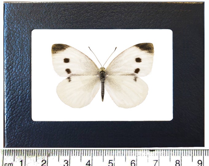 Real Pinned Cabbage White Butterfly in 5x5 Frame - Etsy