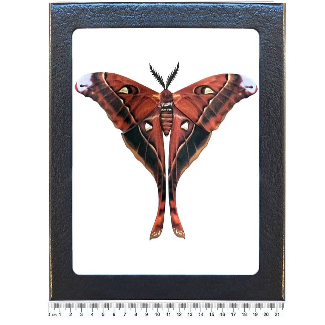 Coscinocera Hercules REPLICA Saturn Moth Australia - Etsy
