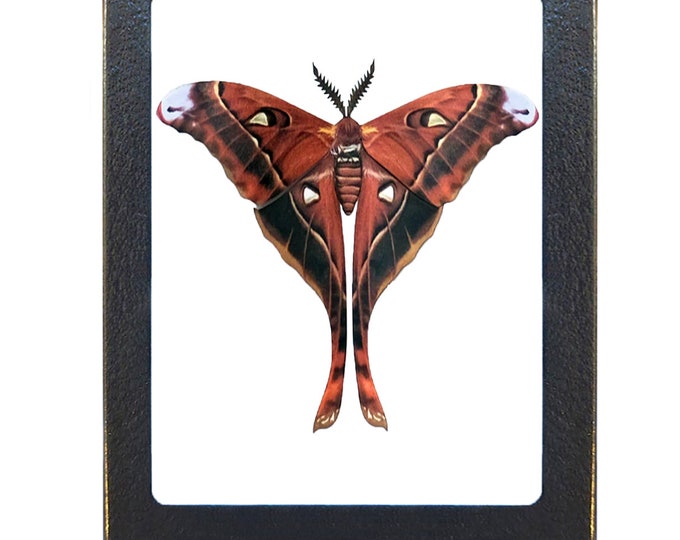 Rare Giant Hercules Atlas Moth Framed Taxidermy - Coscinocera Hercules ...