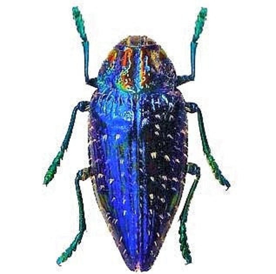Polybothris Gemma One REAL Blue Jewel Beetle Buprestid Madagascar - Etsy