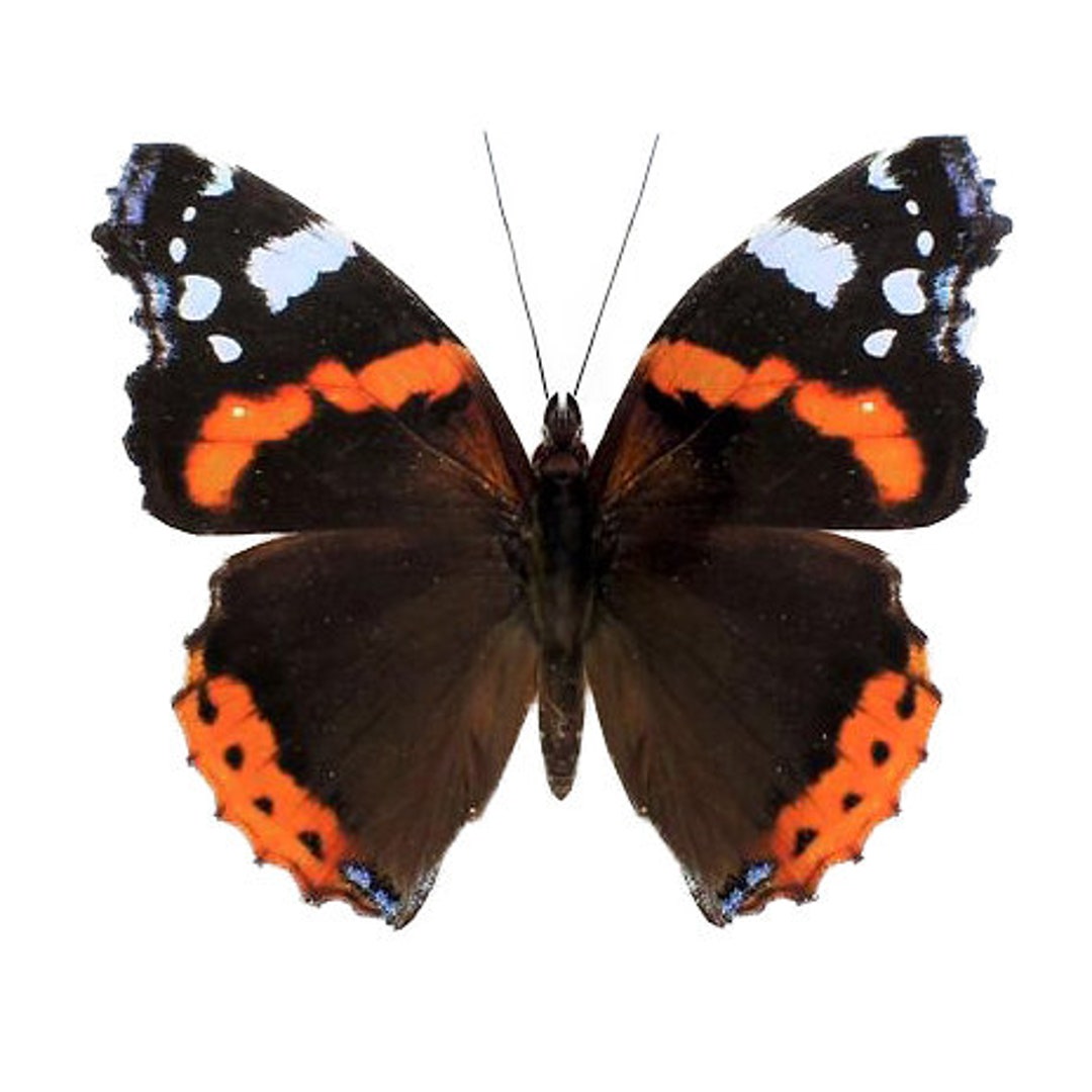 Red Admiral Butterfly