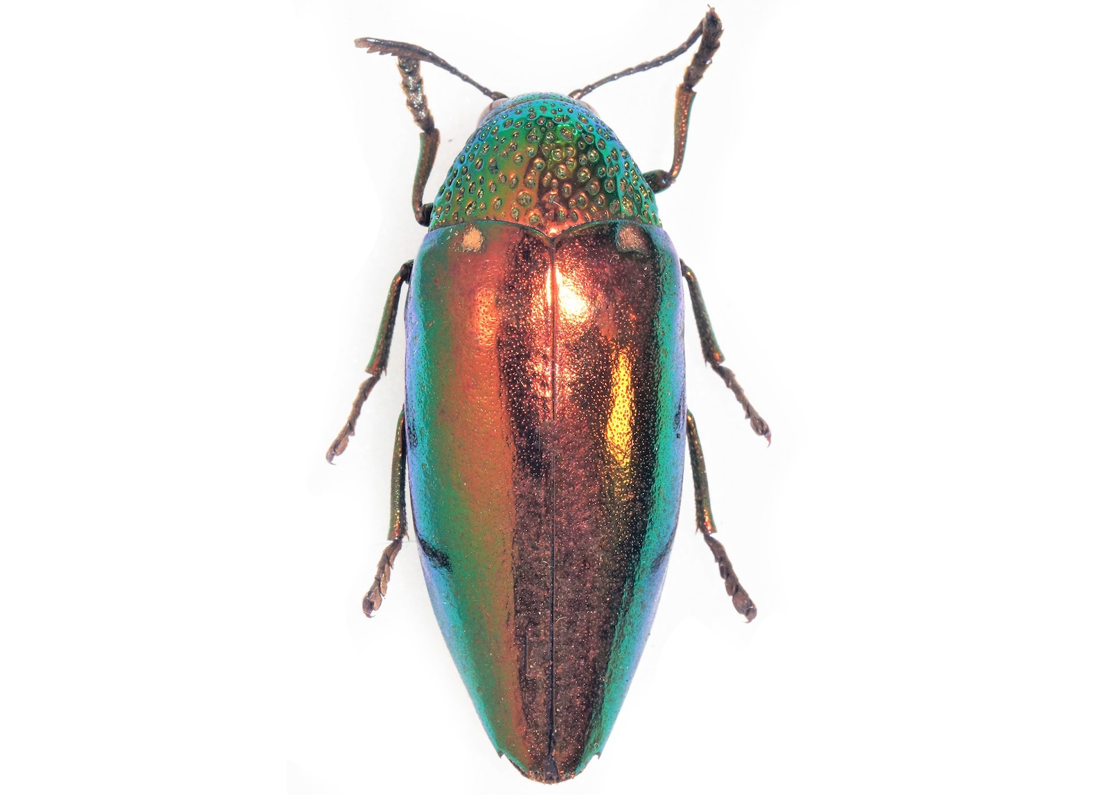 Sternocera Aequisignata RED FORM Buprestid Jewel Beetle Thailand - Etsy