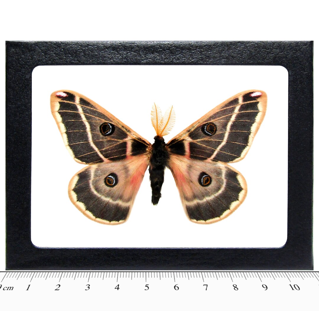 Agapema Homogena Pink Saturn Moth Arizona USA - Etsy