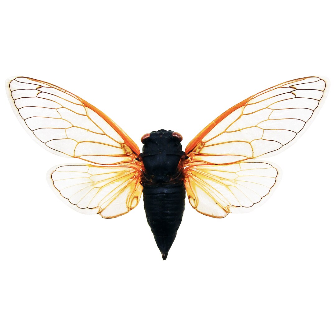 Magicicada Septendecim 17 Year Locust Pharaoh Cicada USA - Etsy