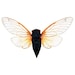 Magicicada Septendecim 17 Year Locust Pharaoh Cicada USA - Etsy