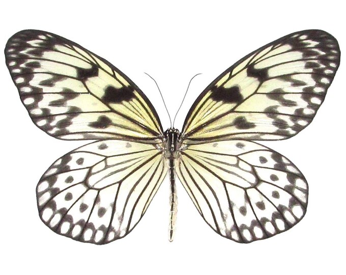 Hypochrysops Polycletus Blue Butterfly Indonesia - Etsy