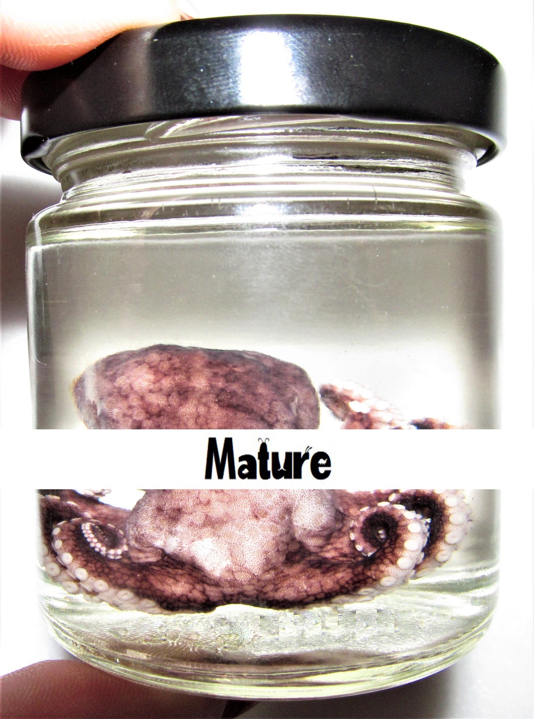 Real Octopus Preserved in Glass Vial Wet Specimen Taxidermy Entomology ...