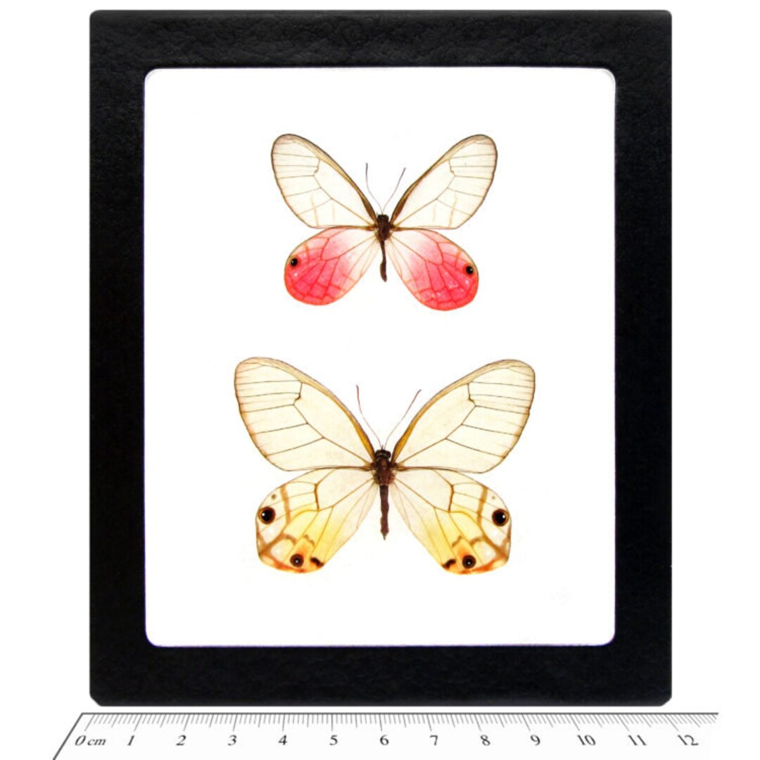 Cithaerias Merolina Male + Haetera Piera Framed Pink Yellow Clearwing ...