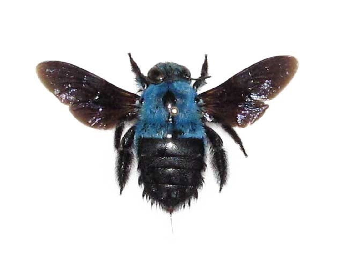 Xylocopa Caerulea Blue Carpenter Bee Bumblebee Indonesia - Etsy