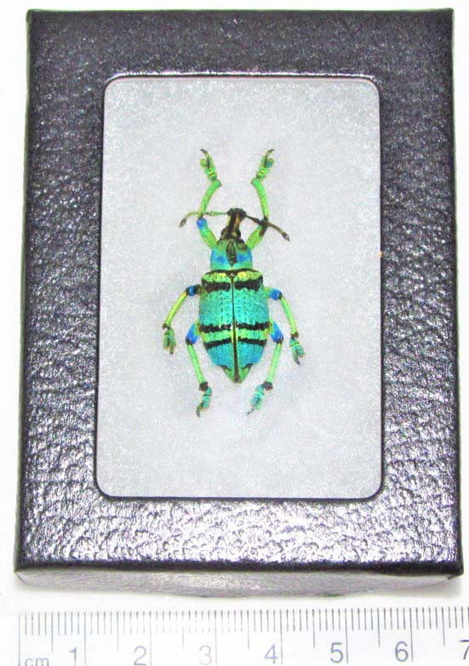 Eupholus Schoenherri Petiti ONE Real Weevil Blue Green Beetle - Etsy