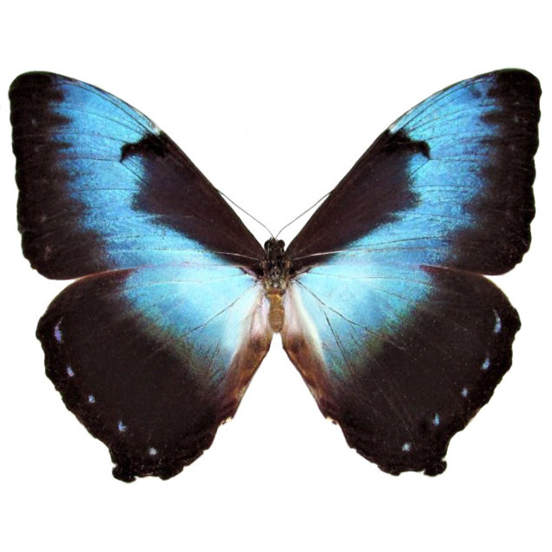 Morpho Cisseis Blue Black Butterfly Peru RARE - Etsy