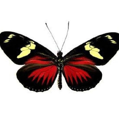 Anaea Ryphea One Real Butterfly Red Pink Peru - Etsy