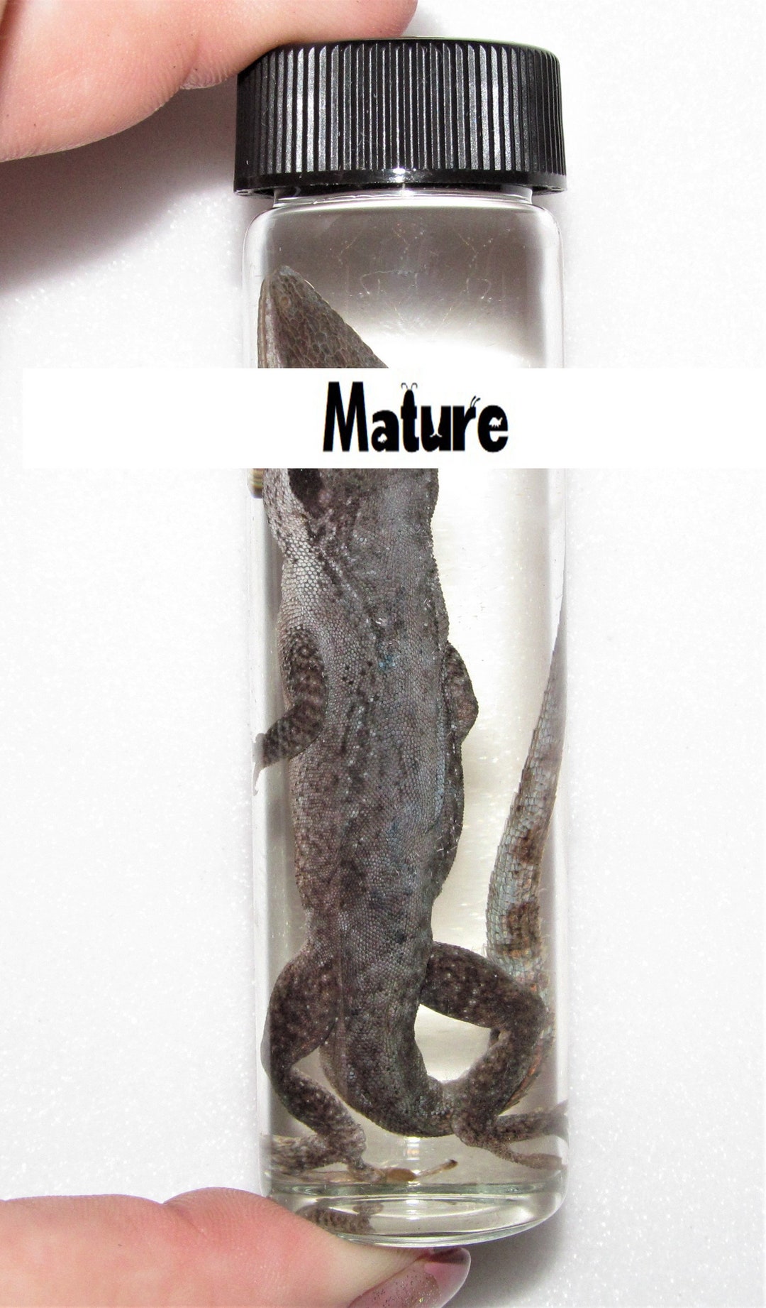Wet Specimen Real Anole Lizard Reptile Preserved in Glass Vial ...